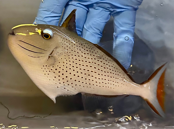 Sargassum Triggerfish – Summit City Coral