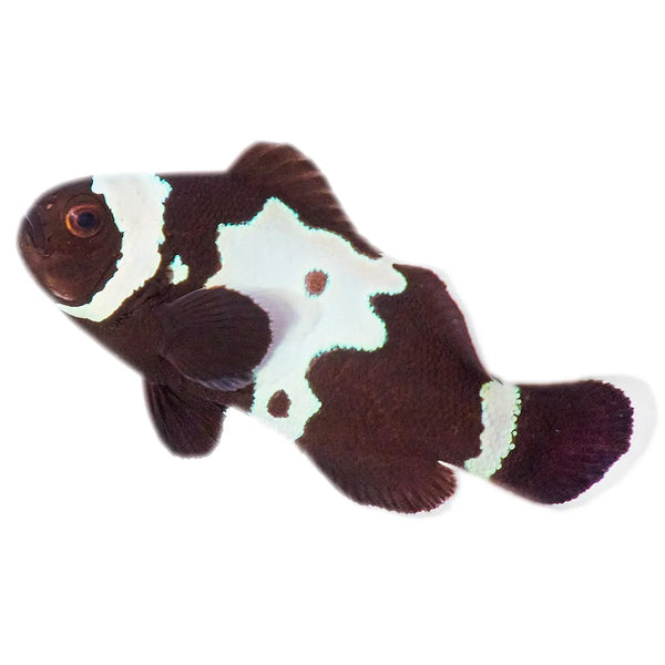 Black Snowflake Ocellaris Clownfish - Aquacultured – Summit City Coral