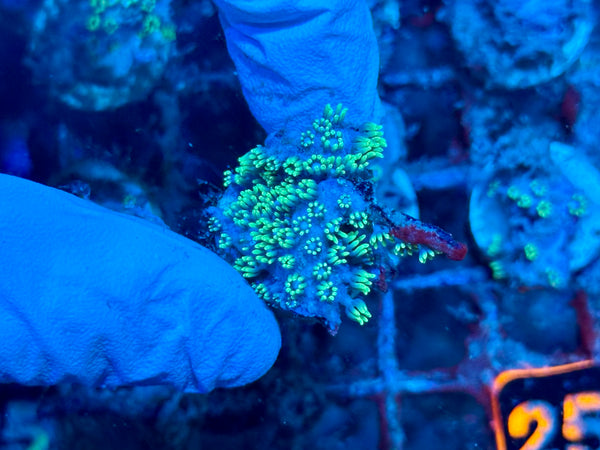 Branching Green Star Polyp (GSP) – Summit City Coral