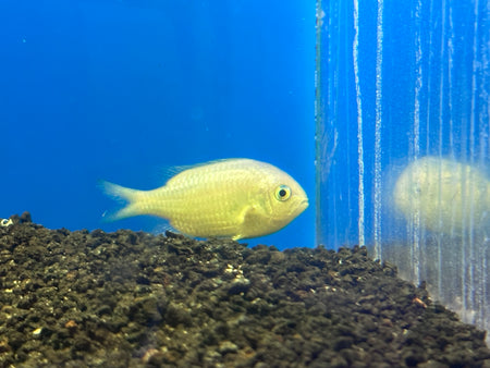 Fish – Summit City Coral