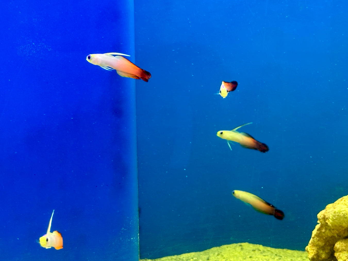 Fish – Summit City Coral