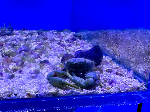 Green Emerald Crab – Summit City Coral