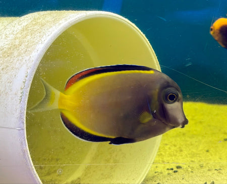 Fish – Summit City Coral