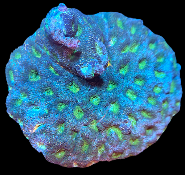 Green Acan Echinata – Summit City Coral