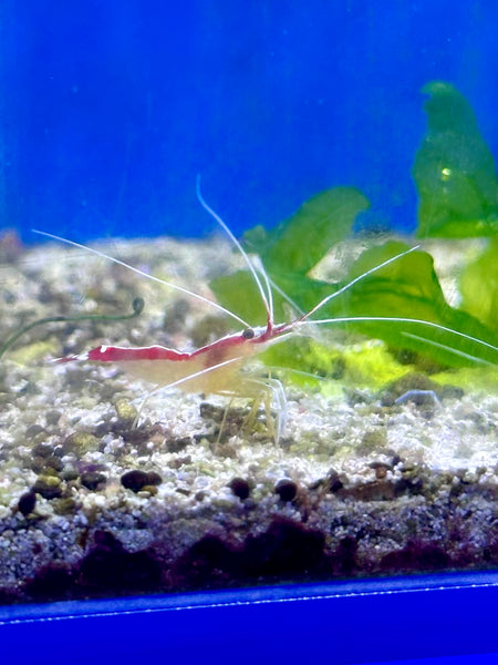 Scarlet Skunk Cleaner Shrimp – Summit City Coral