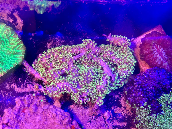 Branching Green Star Polyp (GSP) – Summit City Coral