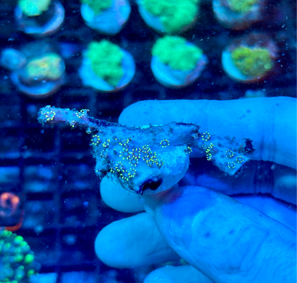 Branching Green Star Polyp (GSP) – Summit City Coral