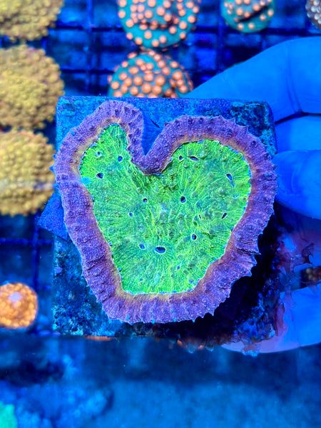 Gold Center Red Symphyllia – Summit City Coral