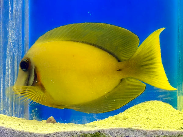 Yellow Mimic (Chocolate) Tang – Summit City Coral