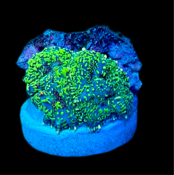 Speckled Green Rhodactis Mushroom – Summit City Coral