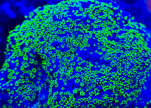 Green Star Polyp (GSP) – Summit City Coral