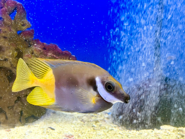 Bicolor Foxface Rabbitfish – Summit City Coral