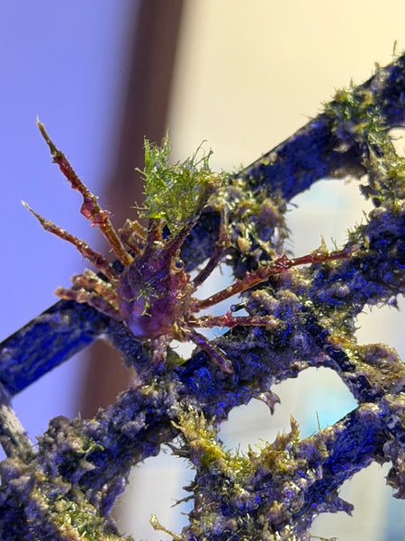 Macropodia Rostrata (aka Spider Crab) – Summit City Coral