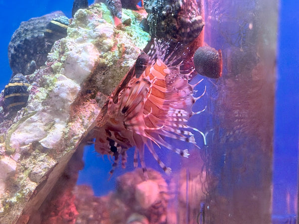 Dwarf Zebra Lion Fish – Summit City Coral