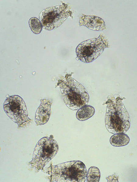 Reef Nutrition Roti-Feast Refrigerated Rotifers - 6 oz Bottle – Summit ...