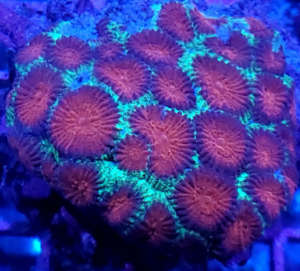 Christmas Favia Colony – Summit City Coral