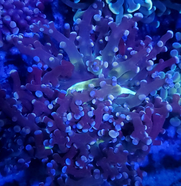 Yellow mouth bicolor frogspawn – Summit City Coral